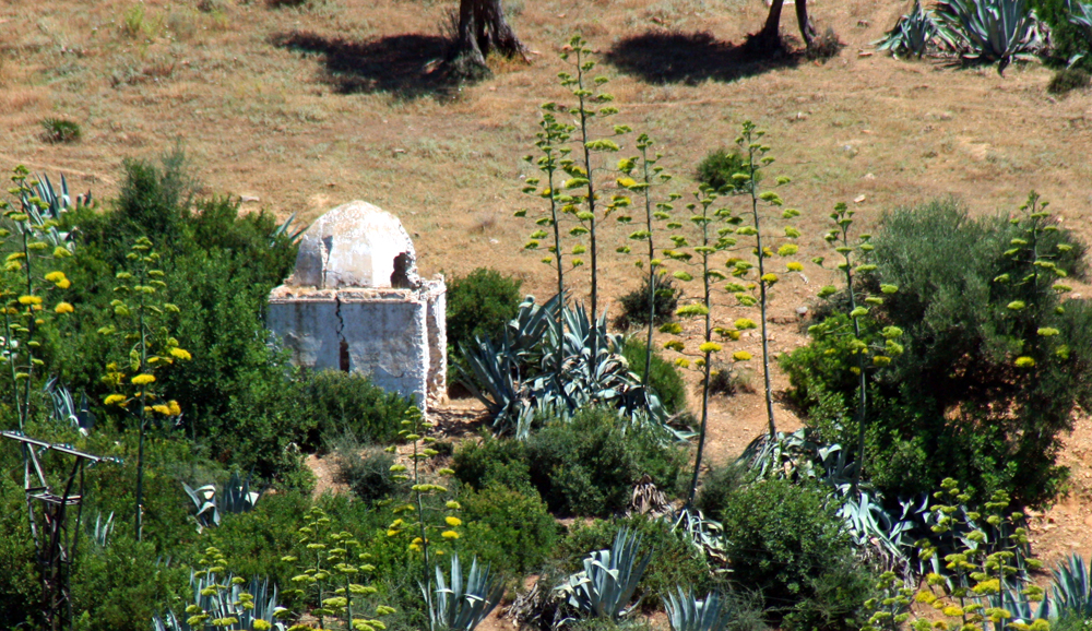 THE VIEW FROM FEZ: Moroccan Agave - Flowering Season