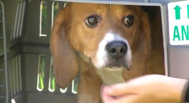 Beagles de laboratorio ven la luz de la libertad por primera vez ...