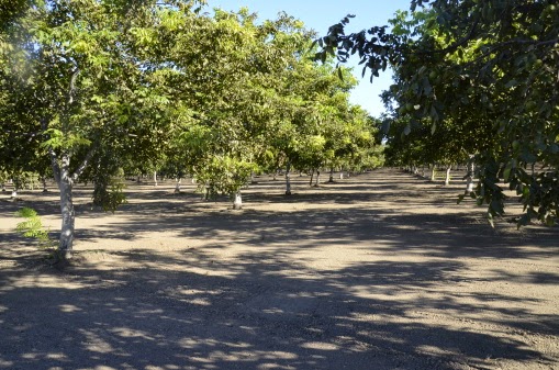 Army Corps: Walnut Trees are a Wetland Species - Home Builders ...