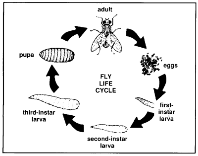 MPD 3233 VECTOR AND PEST CONTROL: FLY