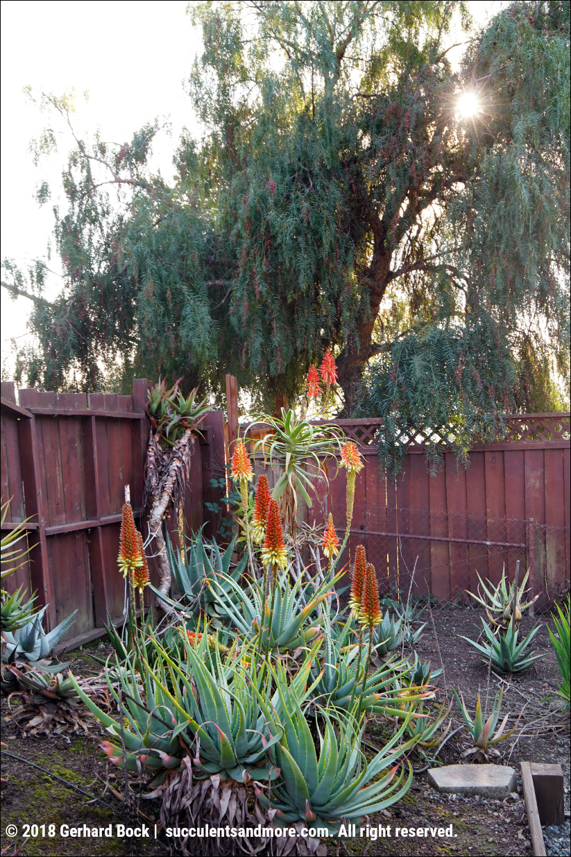 John Miller's Oakland aloe garden (Institute for Aloe Studies)