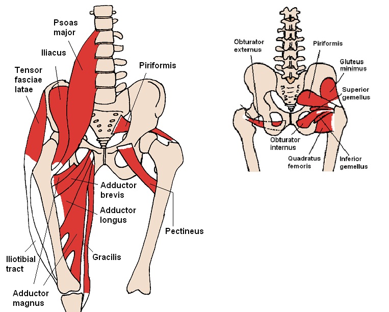 Rocky Mountain Spine and Sport Physical Therapy Blog: The Hip Muscles ...
