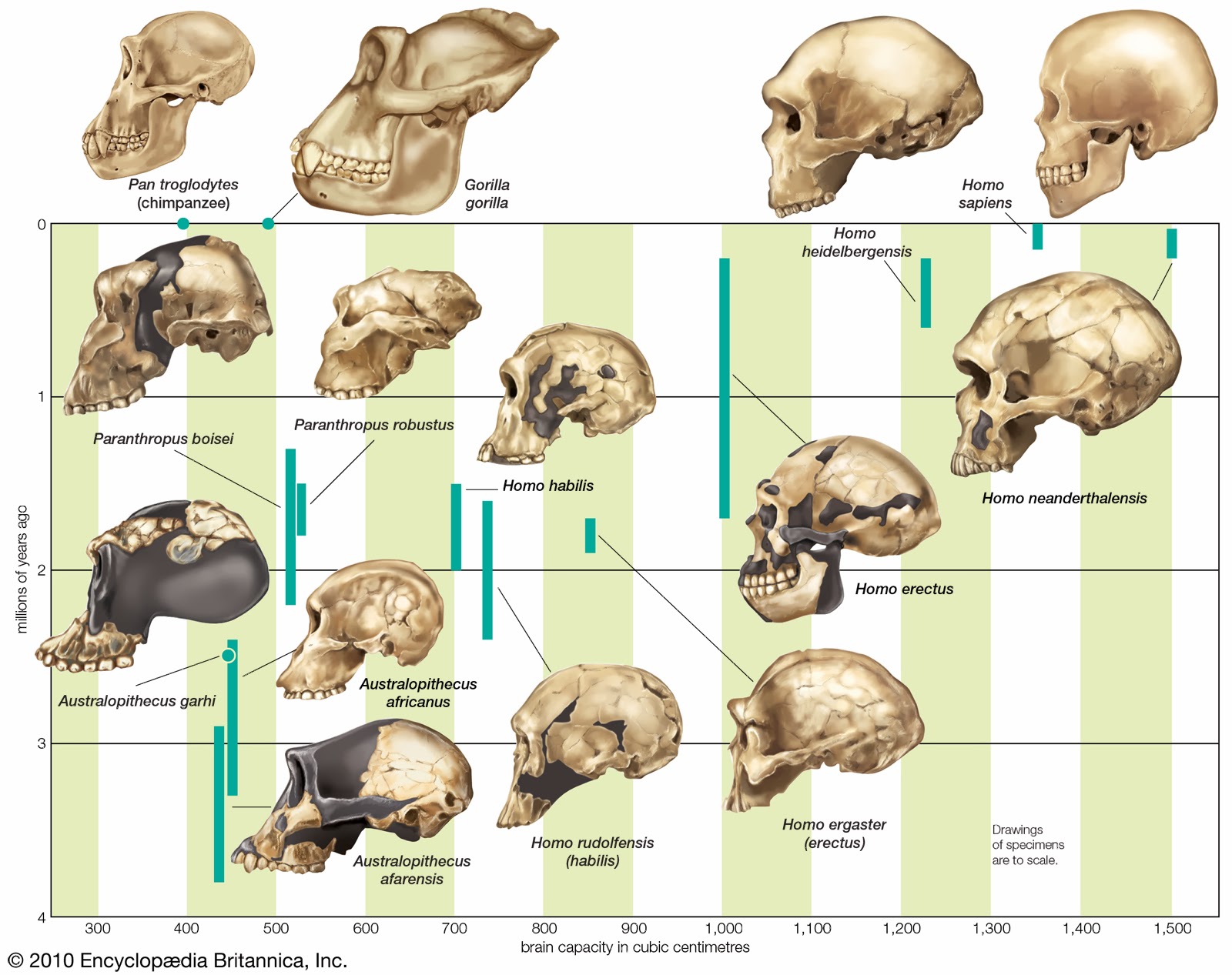 Blog de Sociales 1º ESO : EL PROCESO DE HOMINIZACIÓN