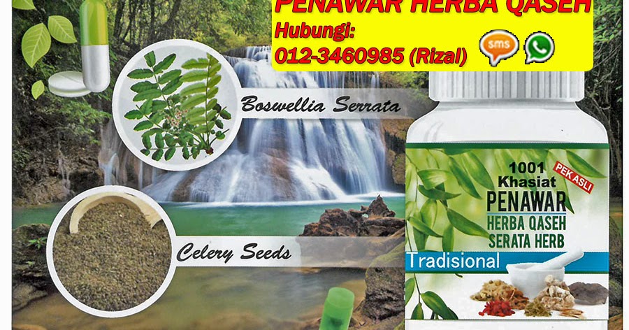 Herba Qaseh Ubat Penyakit Saraf dan Sendi