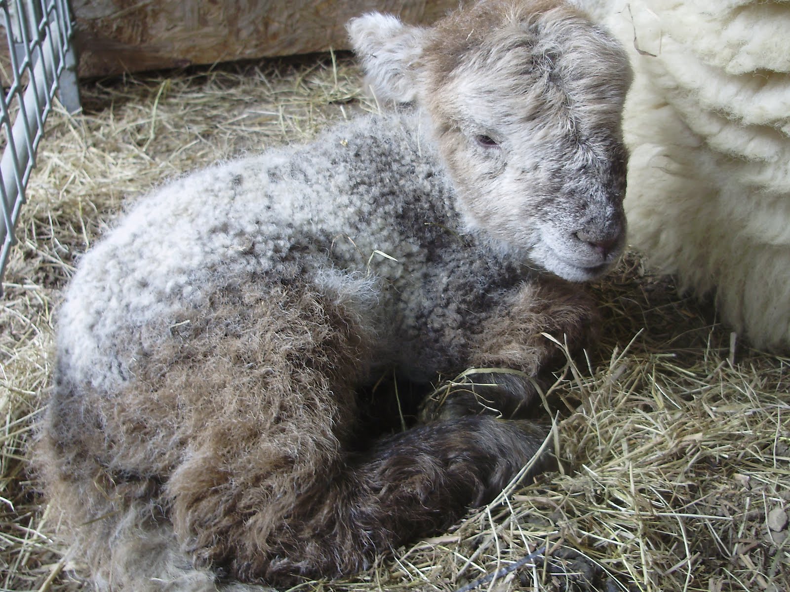 Hopesay Glebe Farm: Latest on lambing the Hill Radnor sheep