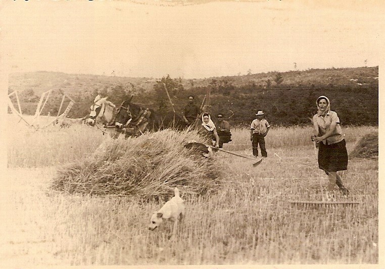 TIEMPO DE SIEGA | La medusa Paca