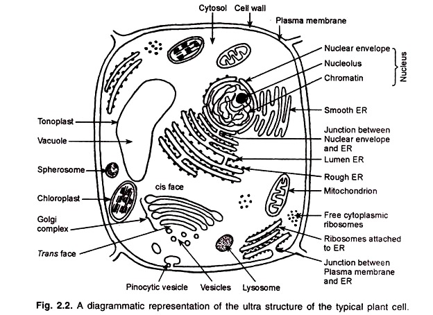 Structure of Cells ~ Zoology-NETWORK