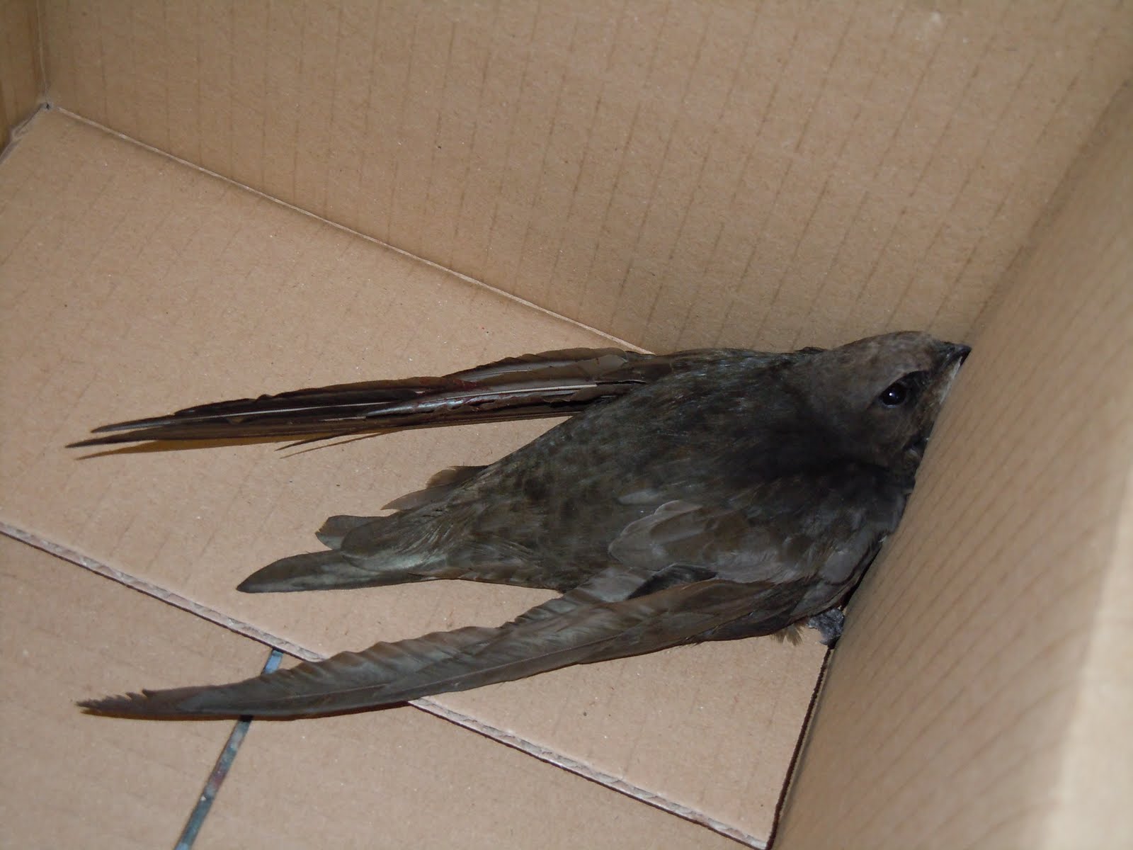 Omul cu duh de bufnita: Povestea unei pasari calatoare