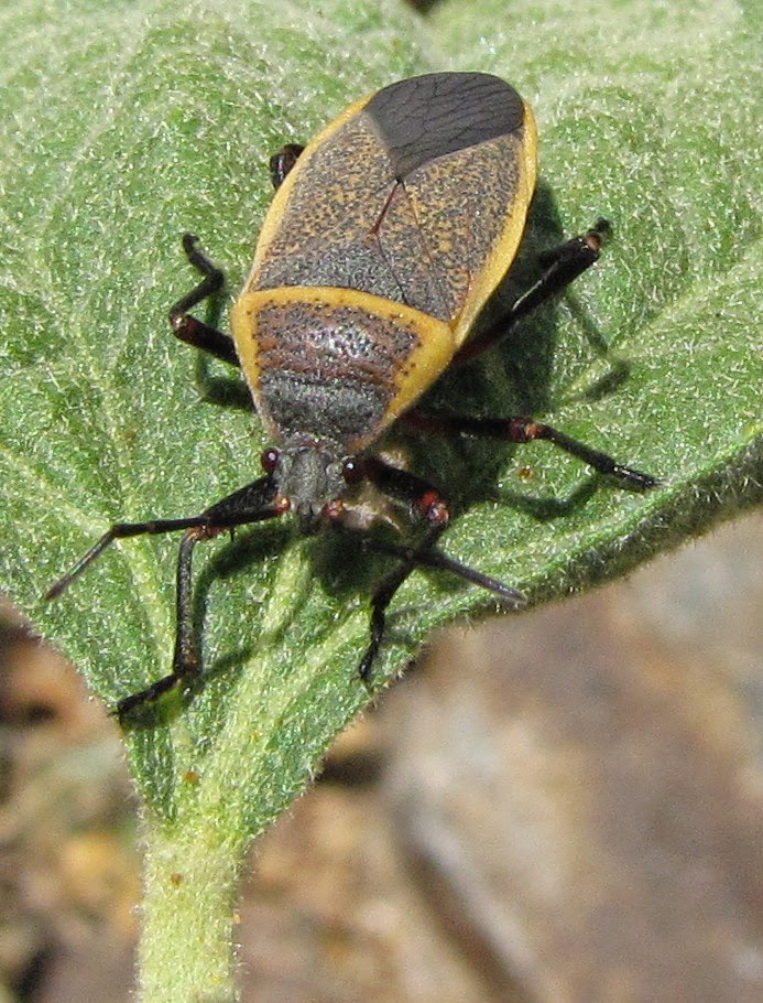 Bug Eric: Livin' Largus