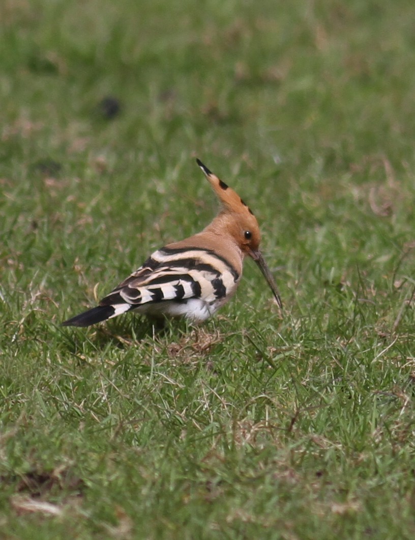 Wildwings and Wanderings: Another Day... Another Hoopoe