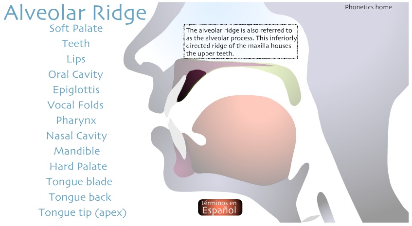 American English: Phonetics: The Sound of American English (3)