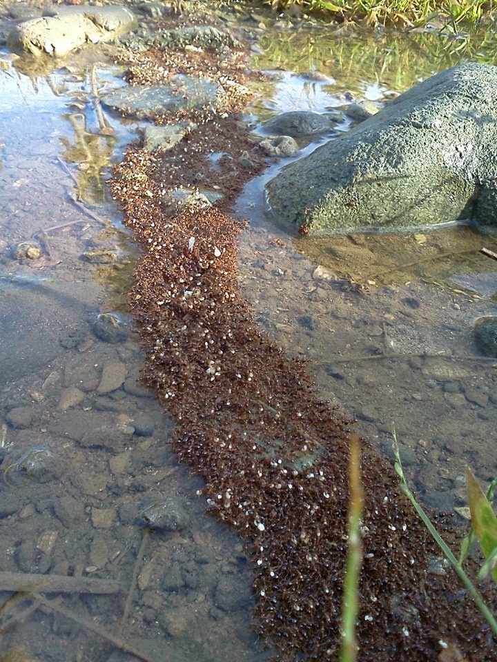 Interesting Facts About Ants