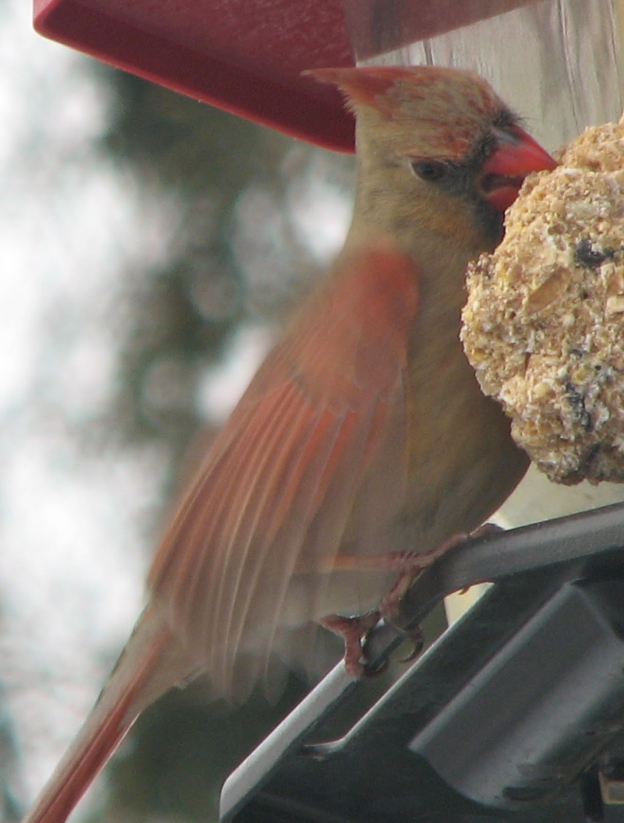 South Burlington birds: Northern Cardinal photos | Litter with a Story ...