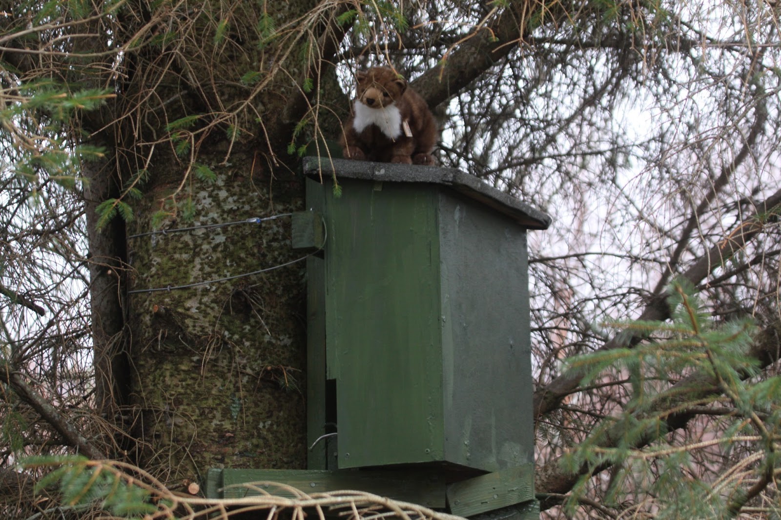 Wildlife on a Skye Croft: Caterpillars, Otters and an Eagle