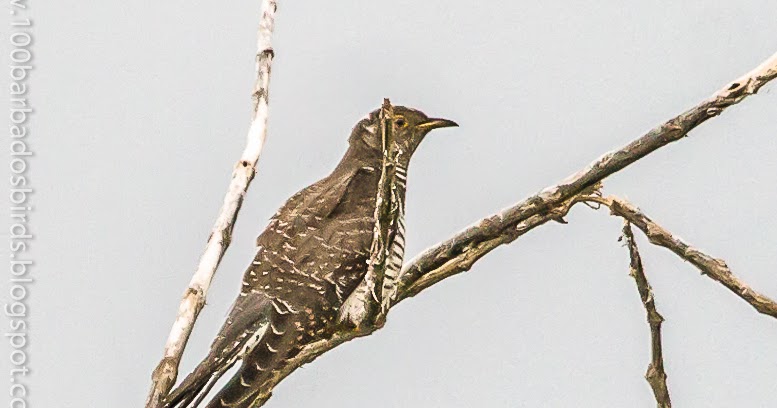 Birds of Barbados: Common Cuckoo (Cuculus canorus)