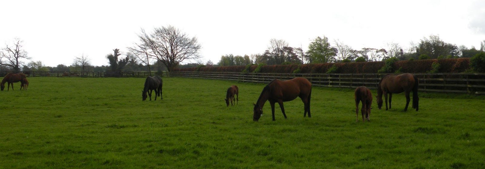 Bruce and Jenna's RV and Other Adventures: Ireland Pictures [At Last]