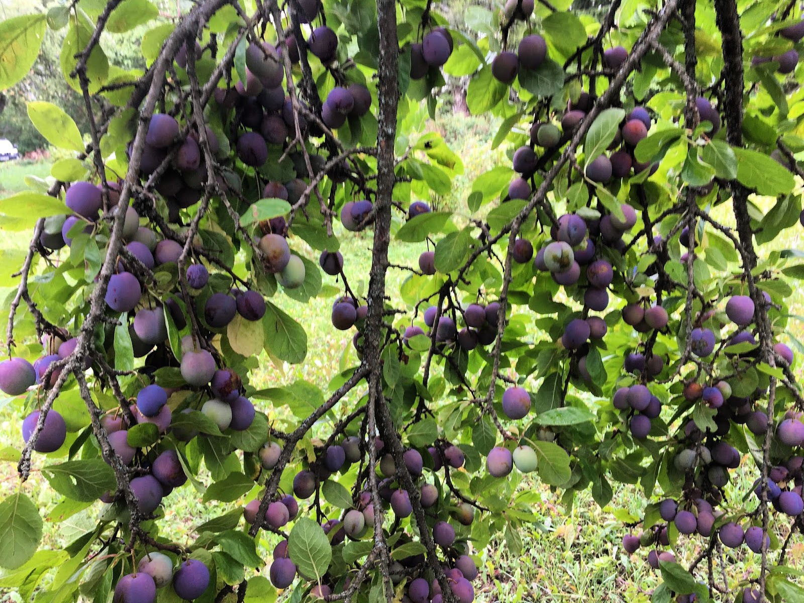 .jazzino.: Martsipani ja mandlitega ploomi-õunakook