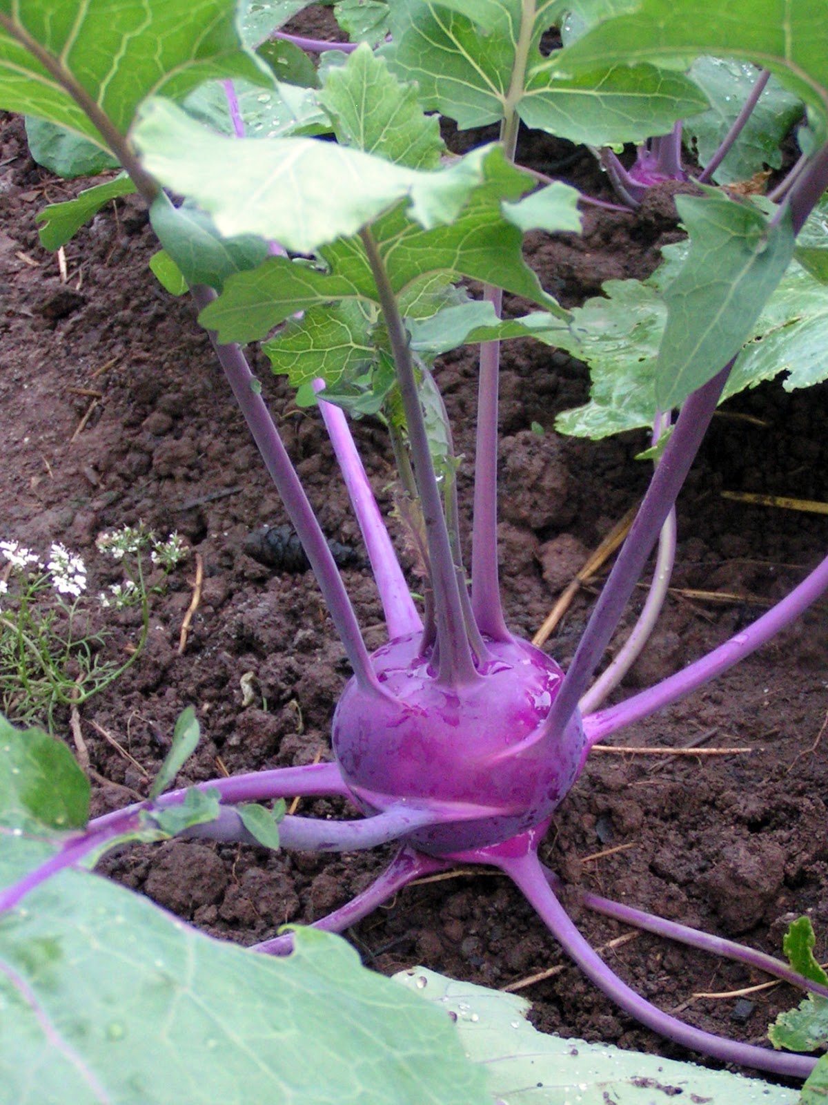 Wintergreen Farm: Week 2: Kohlrabi, Radishes, and Lots More Greens