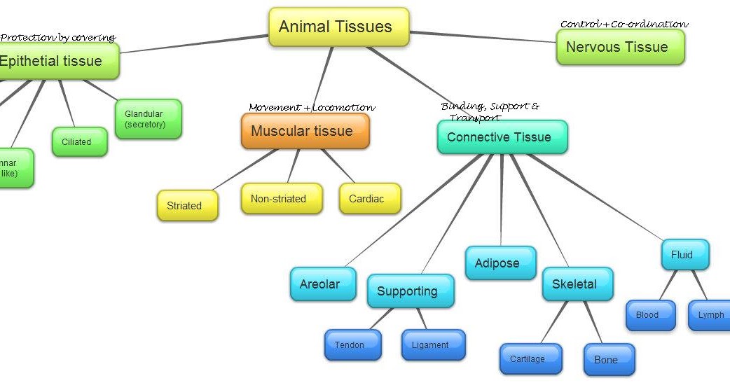 CBSE Papers ions Answers MCQ CBSE Class 9 Biology CH6 
