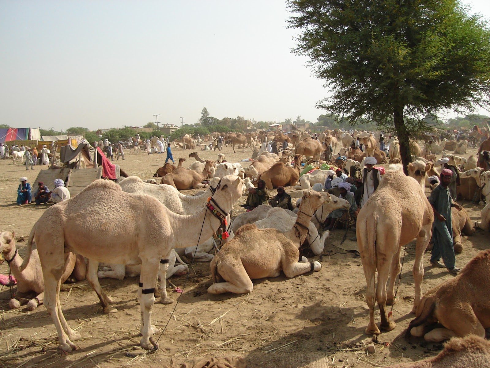 camel4all: Season of Camel Fairs in Pakistan