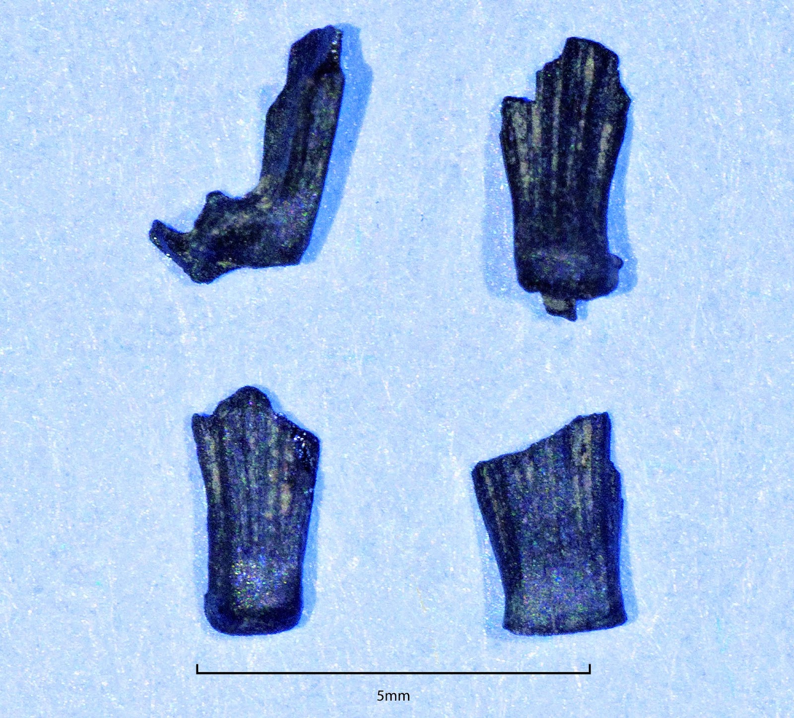 Ancient Food and Farming: An archaeological find of spelt wheat in Ireland