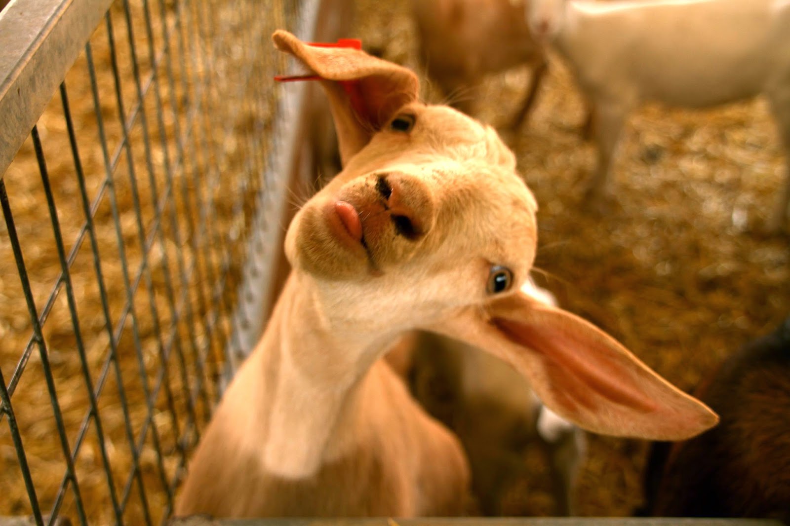 Produced in Cyprus: Riverland Diary Bio Farm – your first choice for ...