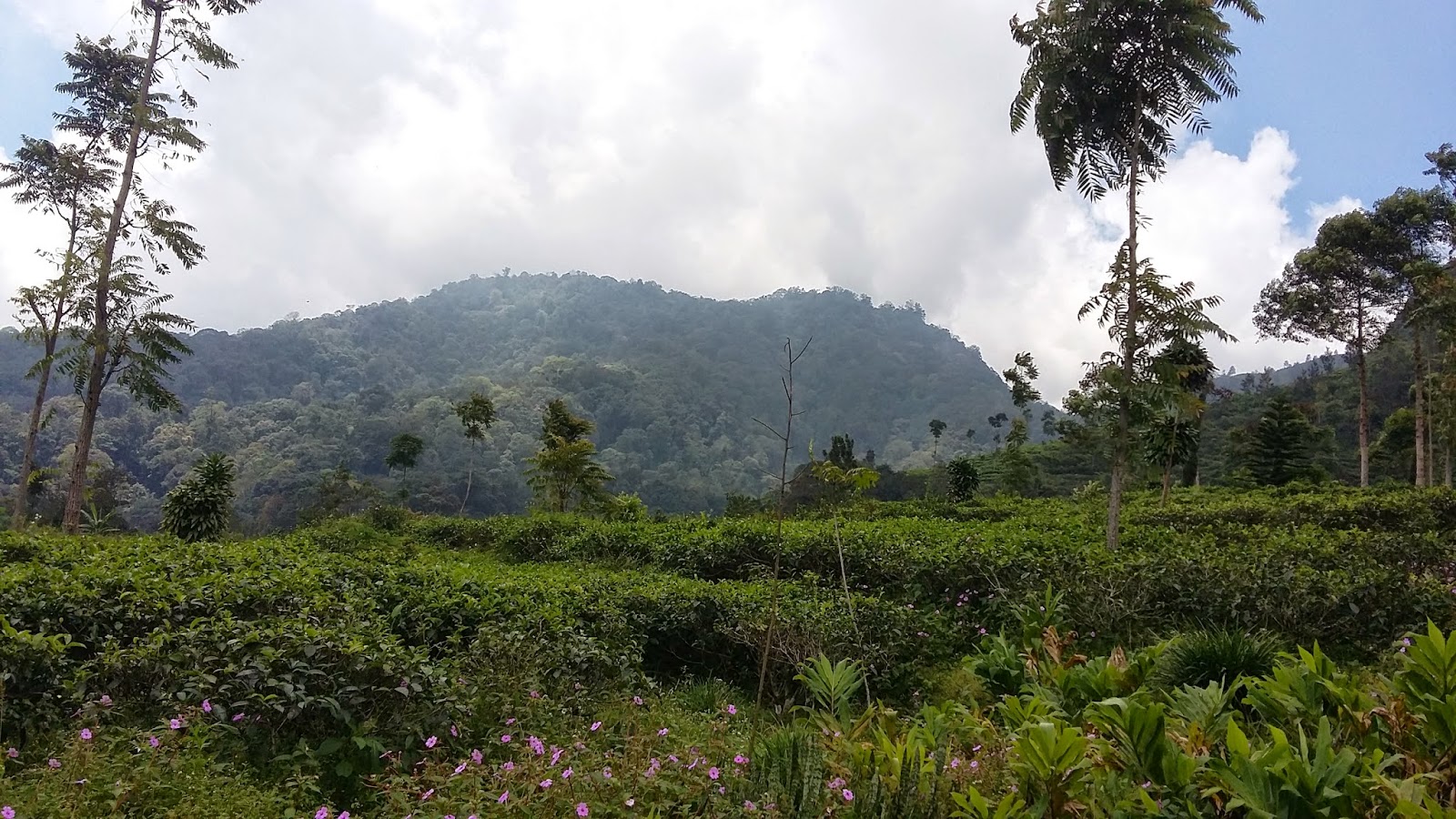 Kebun Teh Medini ~ EDELWEIS