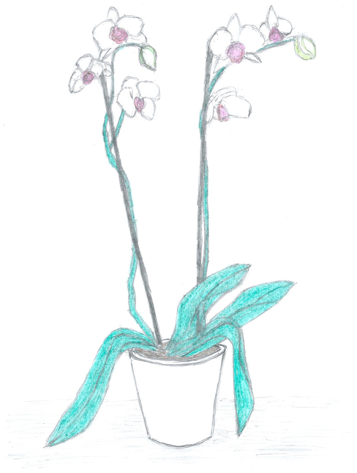 Drawing Factory your source for free drawings - designed by WM: Orchid ...