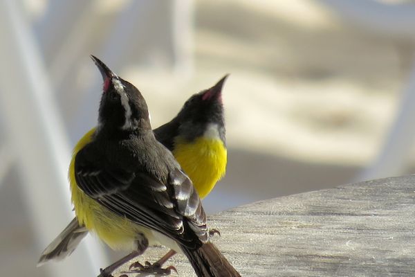 A GUIDE TO NORTHEASTERN GARDENING: The Gardens of Aruba: A Look Beyond ...