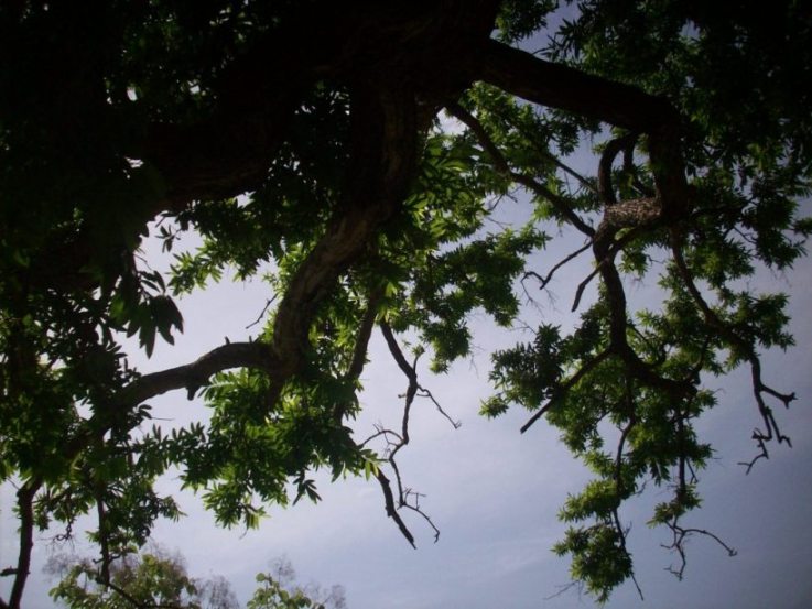 Azhinjal Tree - Nootreteeswarar Temple (Thiruvallur - Tamil Nadu) | My ...