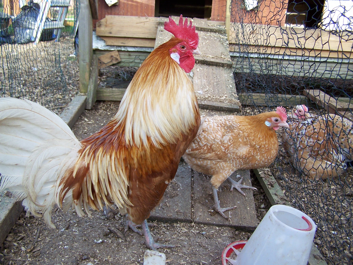 Diary of a poultry breeder: The end of Horndean Hens and the beginning ...