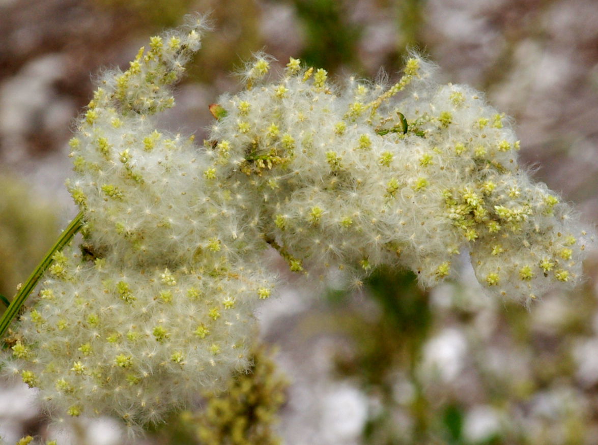 Rufino Osorio: Frenchman's Forest
