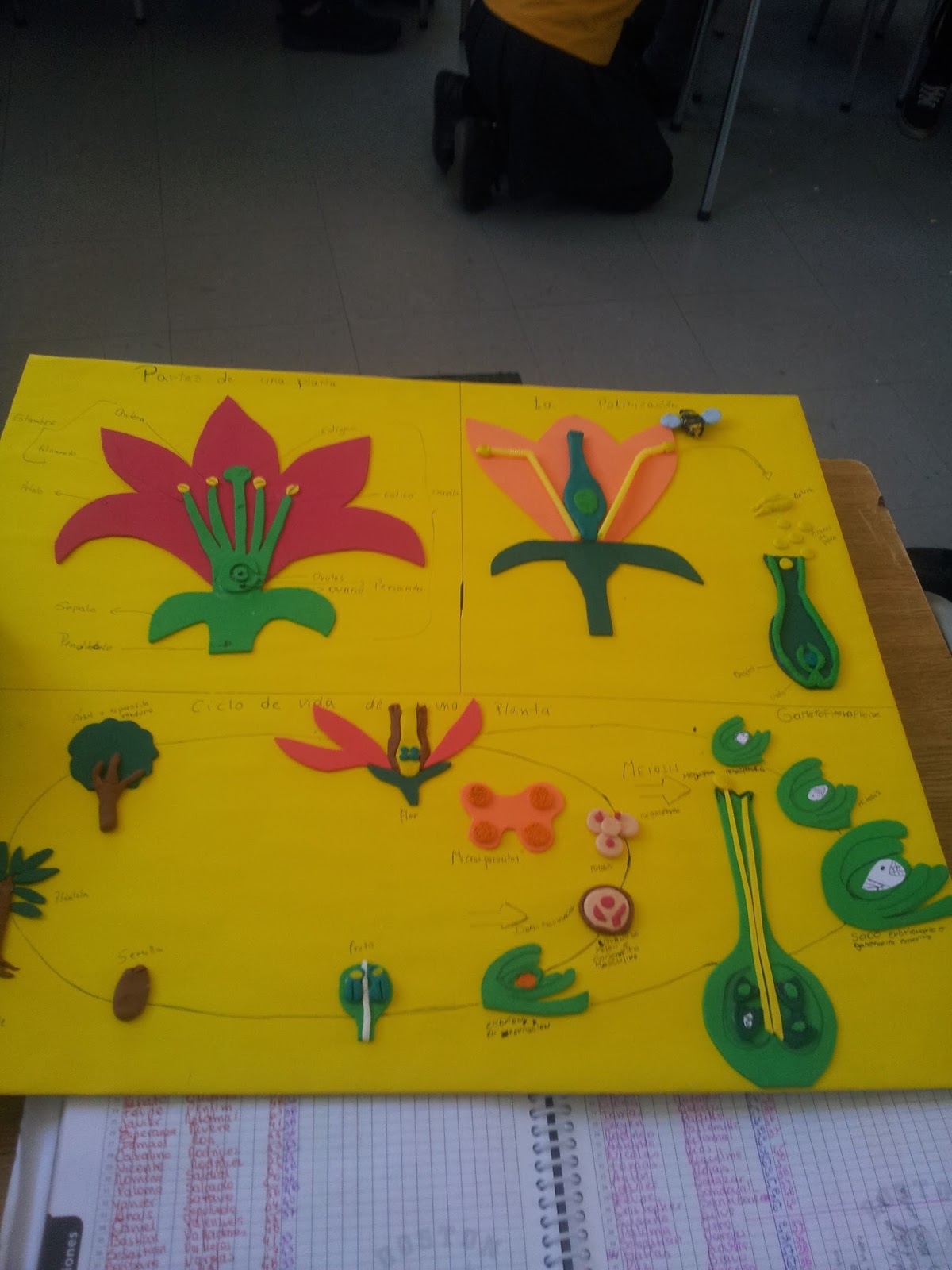 COMPARTAMOS NUESTRO C - N: Maqueta _partes de la Flor_8_2016