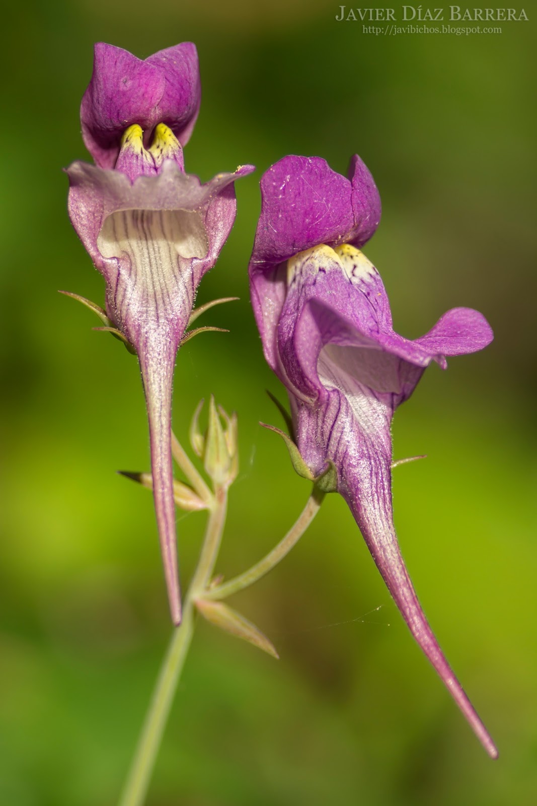 Bichos y plantas de León: Linaria triornithophora