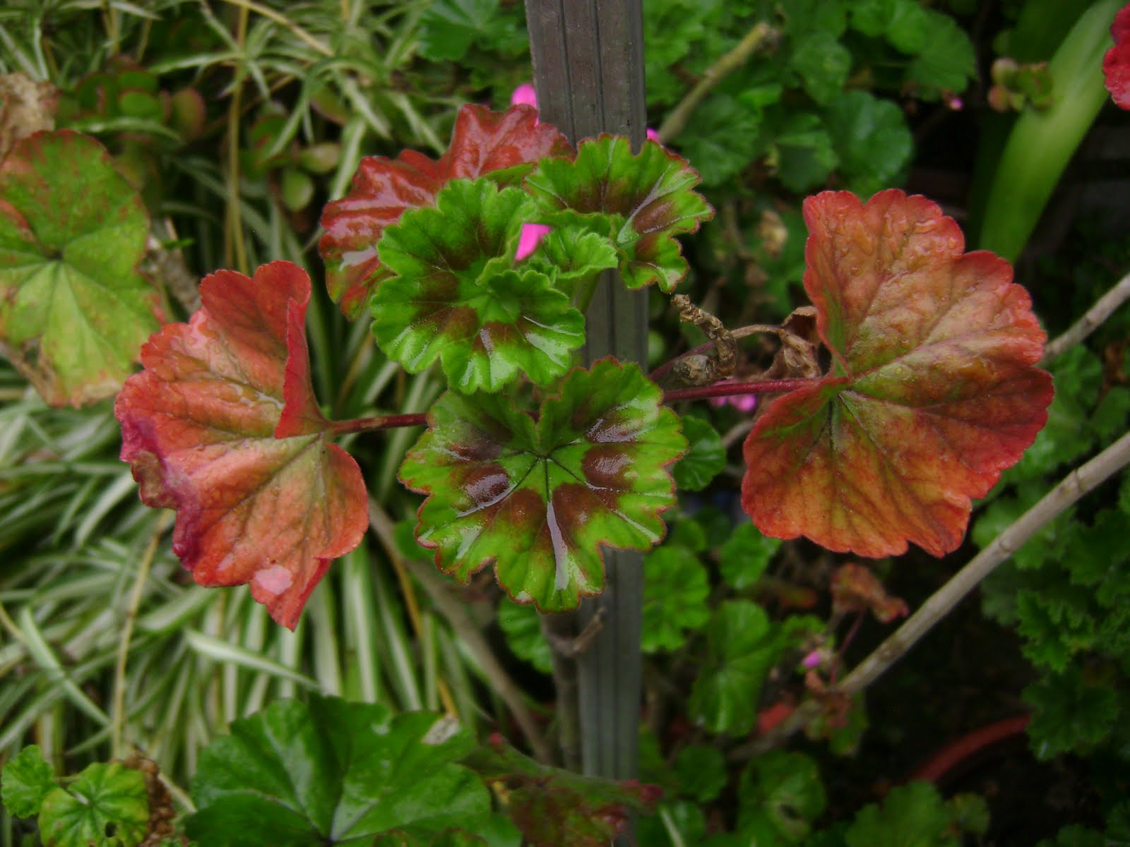 DE APROAPE..........DE CERCA......: MUSCATELE MELE....MIS GERANIOS