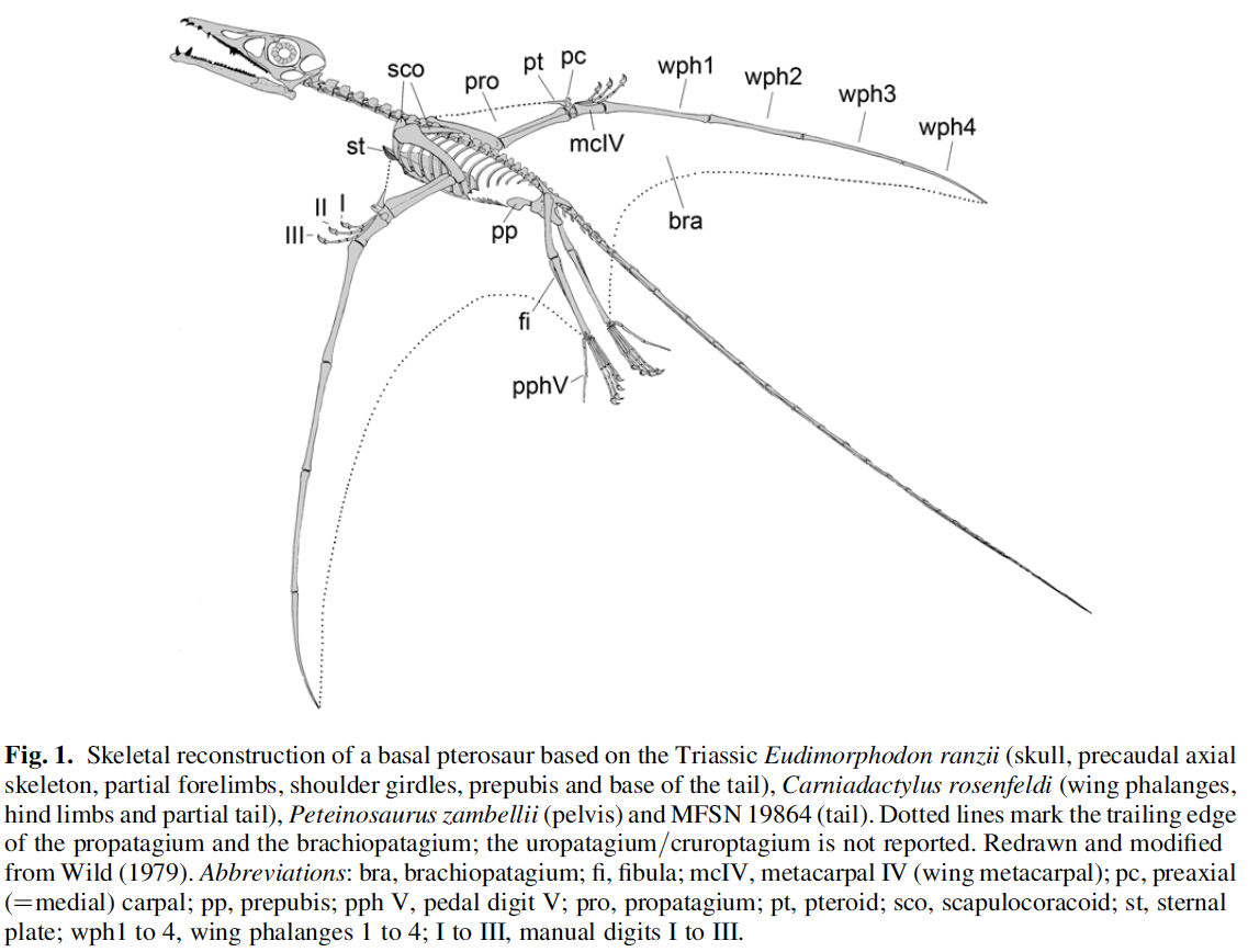 The Dragon's Tales: Overview of Triassic Pterosaurs Suggests Norian Origin