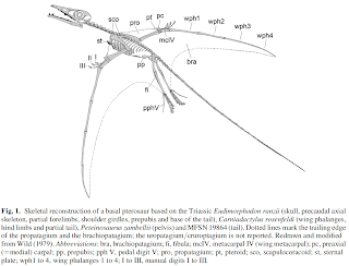 The Dragon's Tales: Overview of Triassic Pterosaurs Suggests Norian Origin