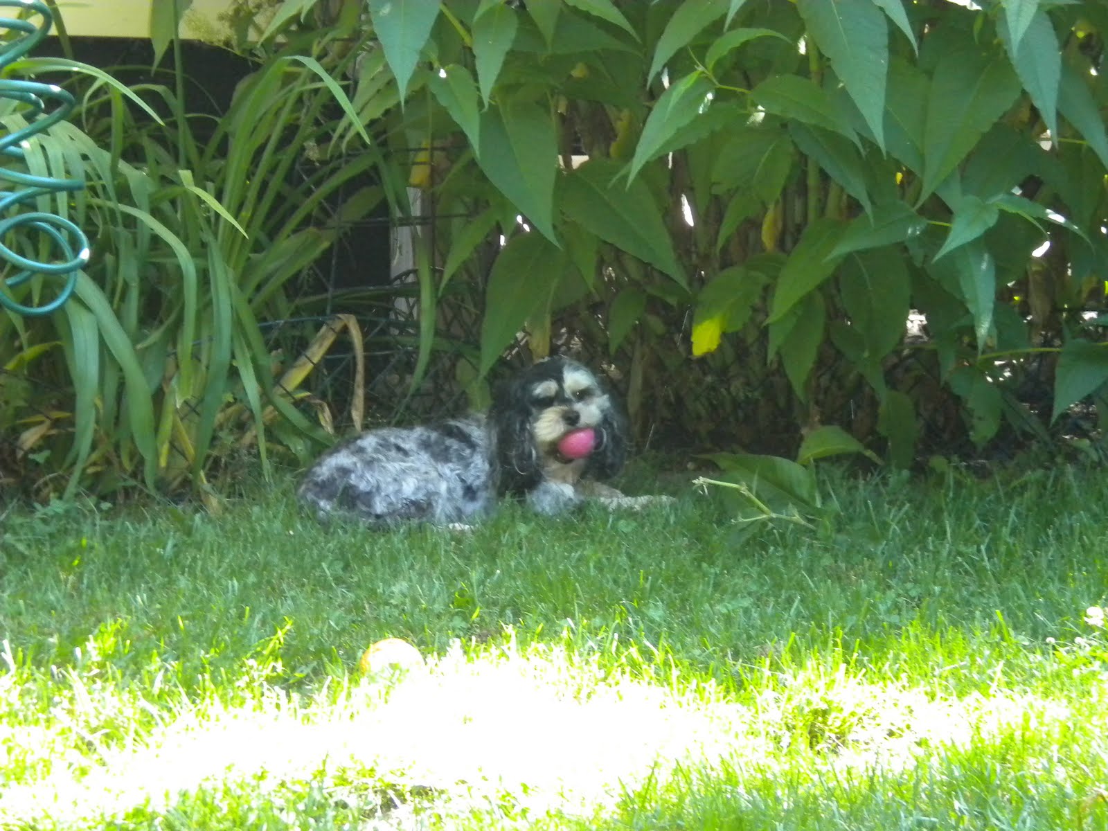 Erin's New England Cockapoos: Plaaaaaaay Ball!