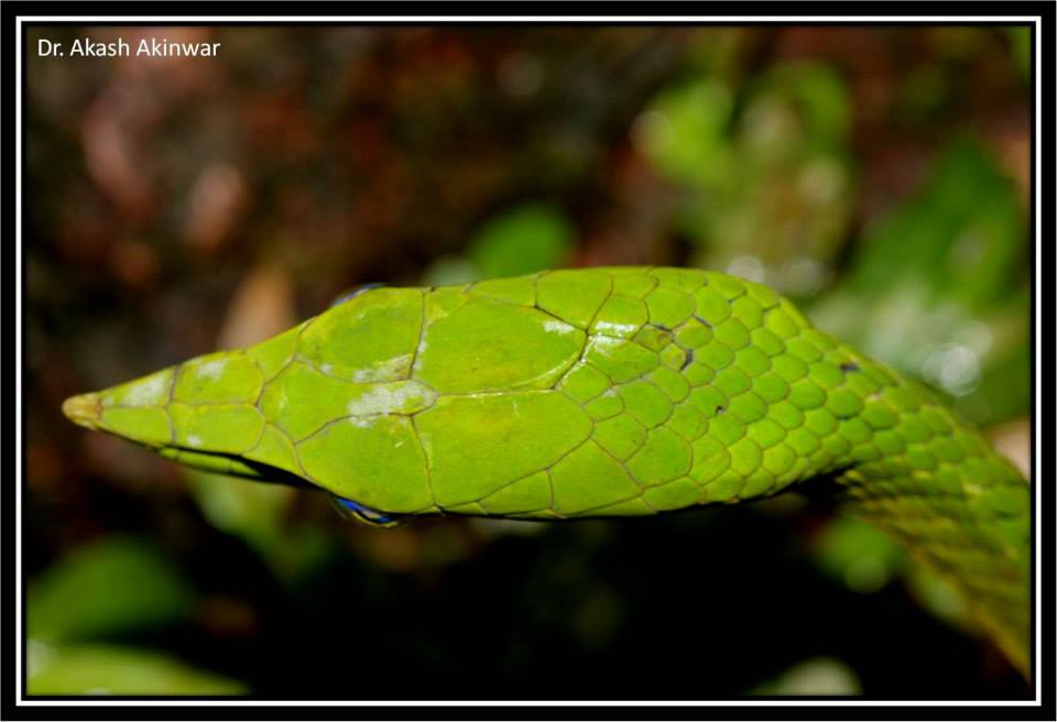 Dr. Akash Akinwar: Amboli Ghat, Biodiversity Hotspot! Amboli - Paradise ...