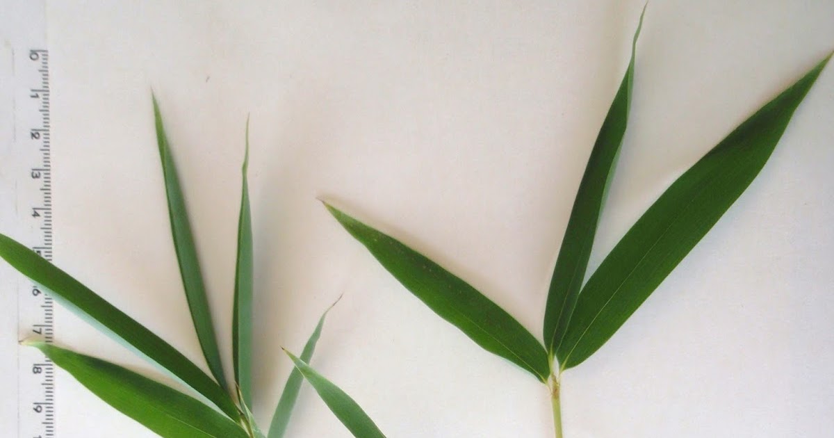 HERBARIO VIRTUAL DE BANYERES DE MARIOLA Y ALICANTE: Phyllostachys aurea ...