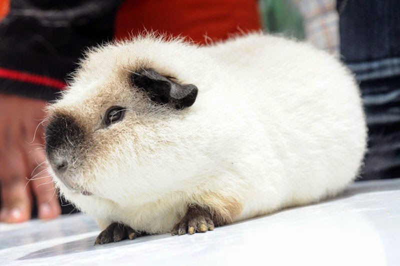 EVALUACIÓN DEL ALIMENTO BALANCEADO A BASE DE TUNA EN LA GANANCIA DE ...