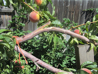 Mashed Potatoes and Crafts: Reparing Broken Fruit Tree or Peach Tree ...