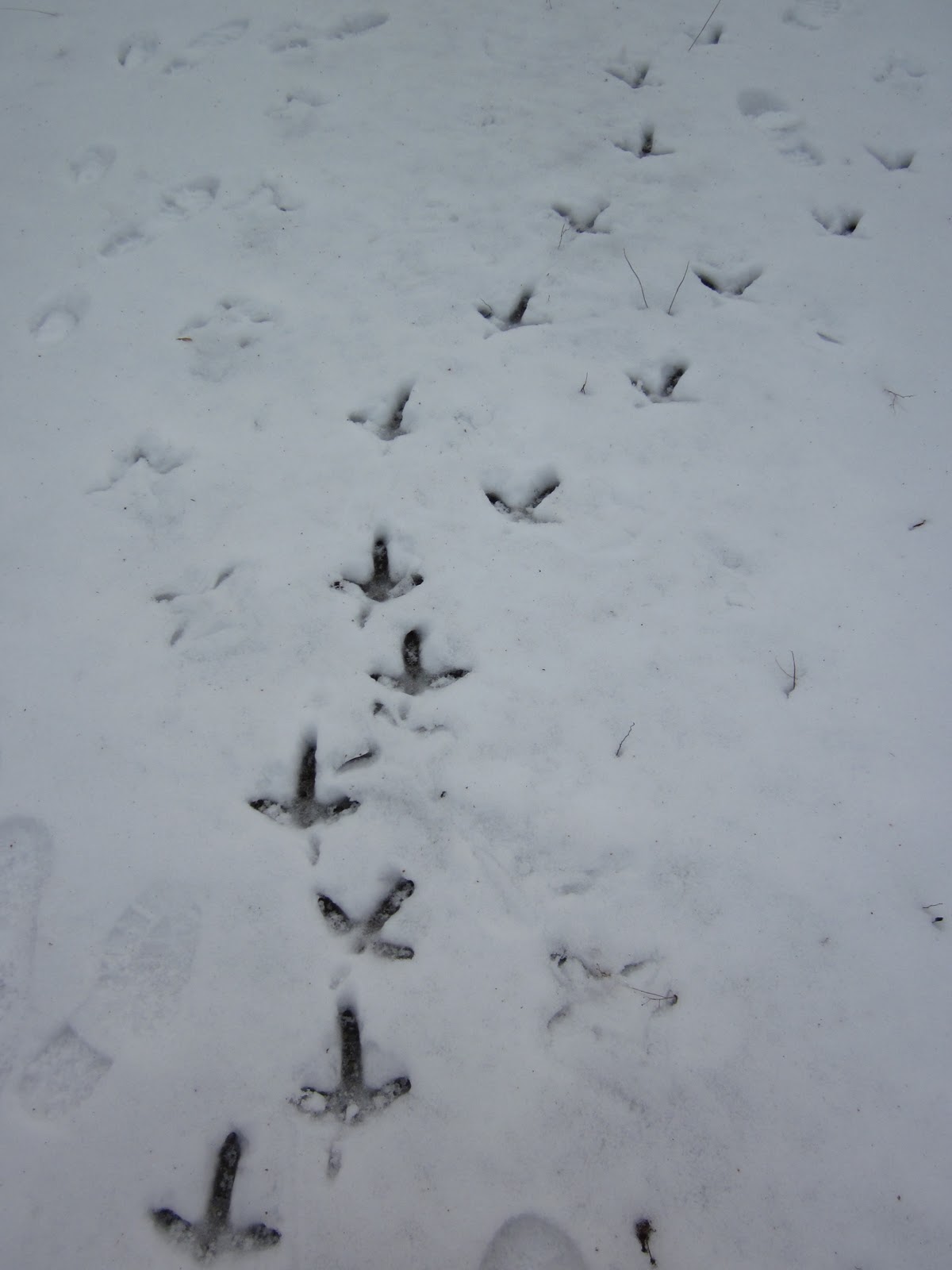 Book of Days: January 25: Turkeys in the woods