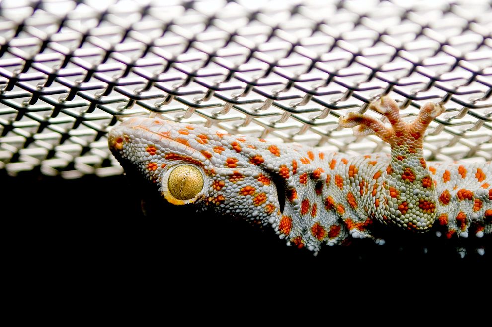 ScamBusters Malaysia: Expensive Tokay Gecko / Tokek