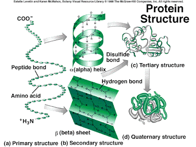 bi·ol·o·gy (bīˈäləjē) : Protein Structure