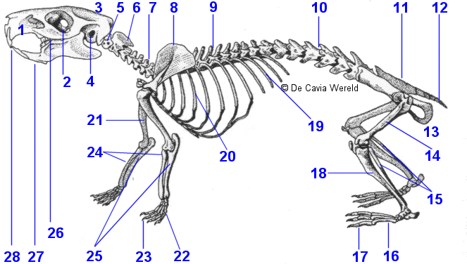 cavialiefde: december 2014
