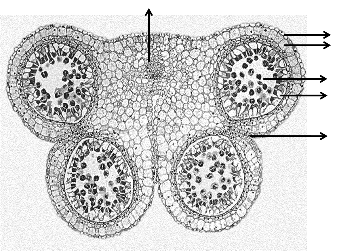 Biologi : Struktur Anatomi Bunga