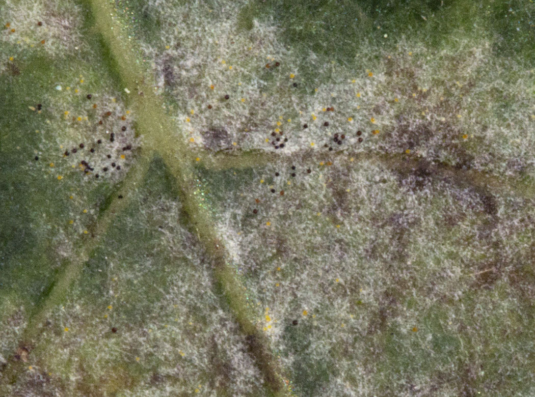 More Farningham Wood Fungi | Naturally