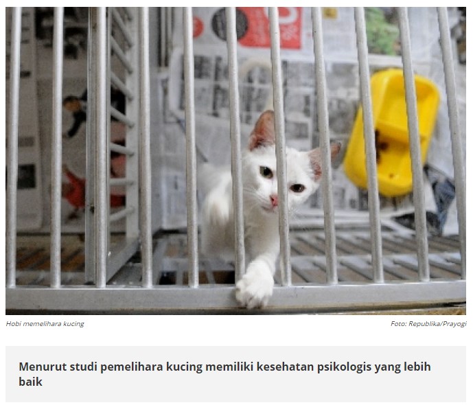Manfaat Memelihara Kucing untuk Kesehatan Mental - yuNIAR