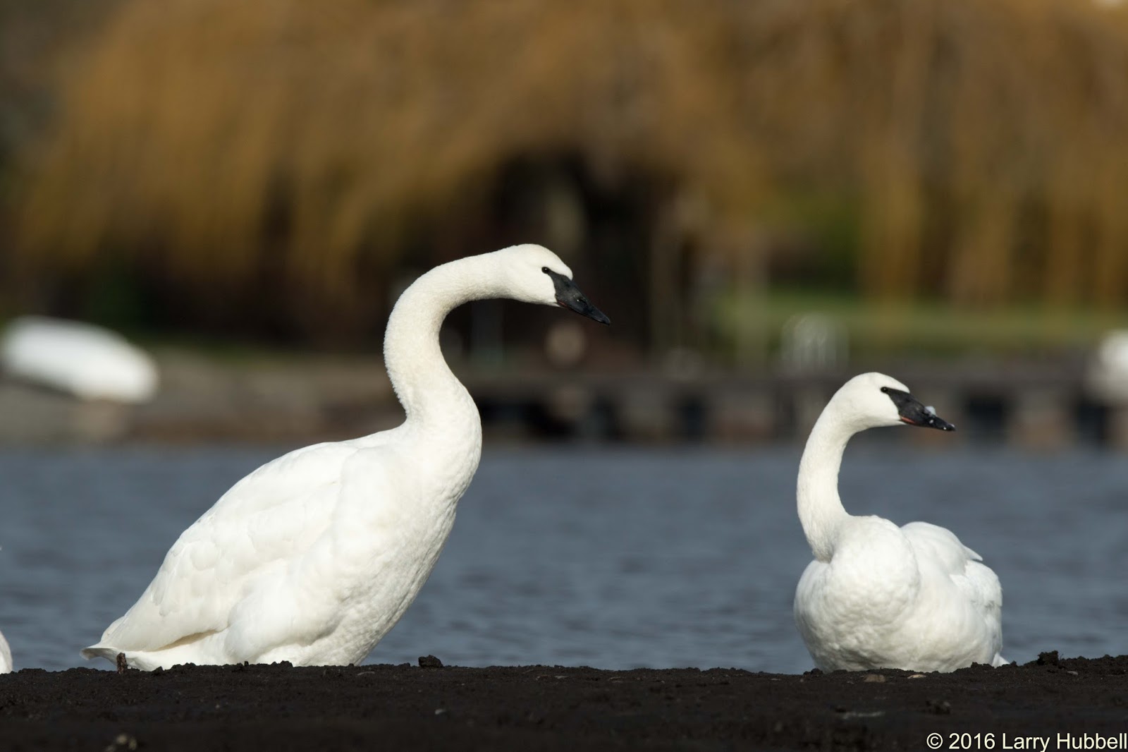 Union Bay Watch : The World's Largest Swans